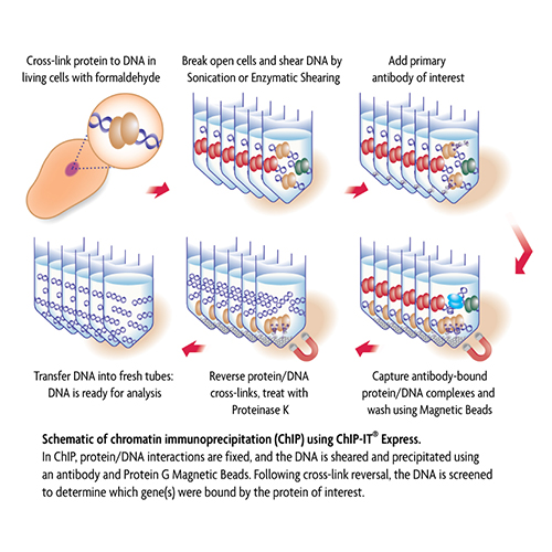 Product Categories Assay and Extraction Kits | SciMed (Asia) Pte Ltd ...